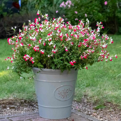 Marshalls Garden Salvia 'Little Kiss' (Salvia microphylla) - Compact ...