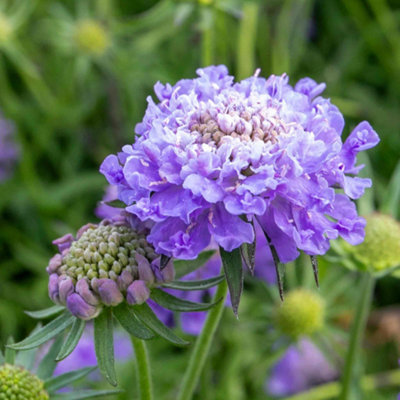 Marshalls Garden Scabious 'Blue Note' - Blue Perennial for Pots and ...