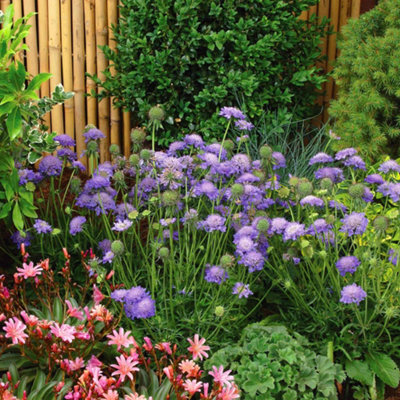 Marshalls Garden Scabious 'Blue Note' - Blue Perennial for Pots and ...