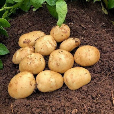 Marshalls Garden Seed Potato 'Acoustic' 1kg Tubers
