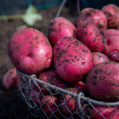 Marshalls Garden Seed Potato 'Caledonian Rose' 2kg Tubers