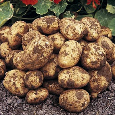 Marshalls Garden Seed Potato 'Foremost' 2kg Tubers