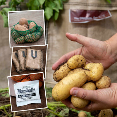 Marshalls Garden Seed Potato Grow Kit Charlotte - 1kg Tubers, 3 x 50L ...