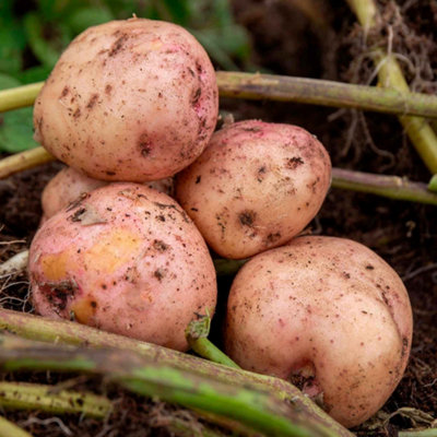 Marshalls Garden Seed Potato 'Kerrs Pink' 1kg Tubers