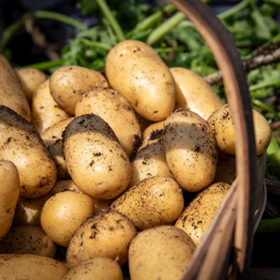 Marshalls Garden Seed Potato 'Lady Christl' 2kg Tubers