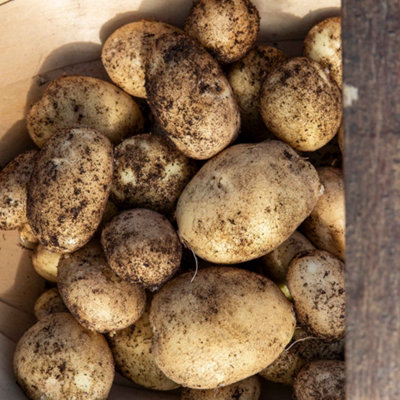 Marshalls Garden Seed Potato Maris Peer, 1kg - Second Early Christmas ...