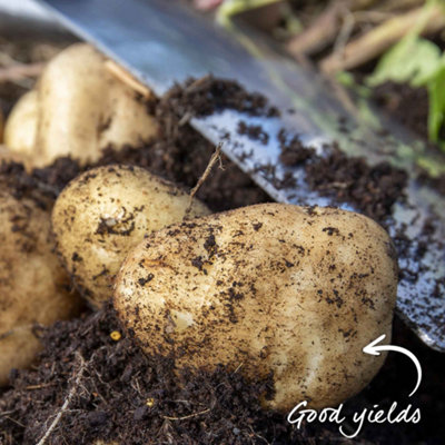 Marshalls Garden Seed Potato Maris Peer, 1kg - Second Early Christmas ...