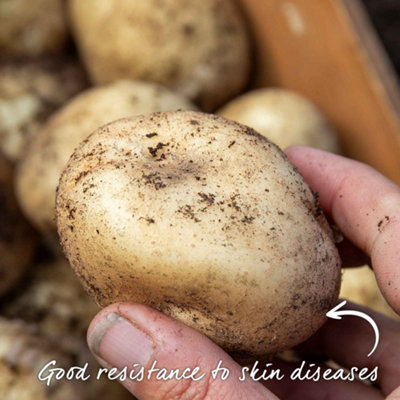 Marshalls Garden Seed Potato Maris Peer, 2kg - Second Early Christmas ...