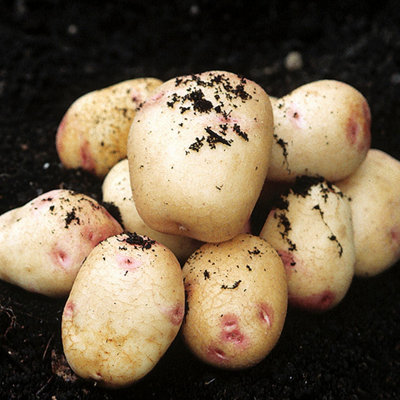 Marshalls Garden Seed Potato 'Picasso' 2kg Tubers