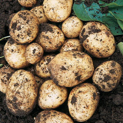 Marshalls Garden Seed Potato 'Swift' 5 x Tubers