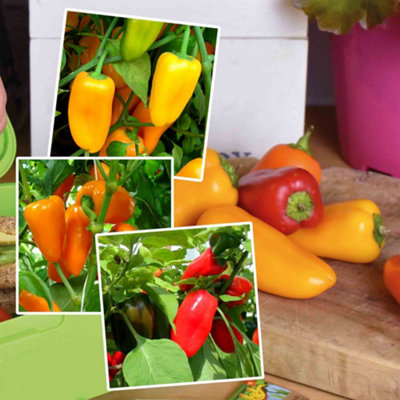 Marshalls Garden Snackbite Sweet Pepper Plant Collection Yellow Red ...
