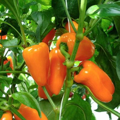 Marshalls Garden Snackbite Sweet Pepper Plant Collection Yellow Red ...