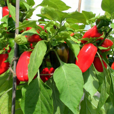 Marshalls Garden Snackbite Sweet Pepper Plant Collection Yellow Red ...