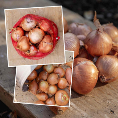 Marshalls Garden Spring Planting Shallots Duo Pack - 30 Shallot Sets ...