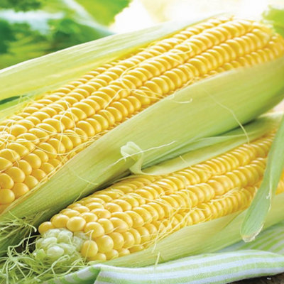 Marshalls Garden Sweetcorn Seeds Rising Sun 30 Seeds Early-Maturing ...