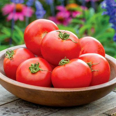 Marshalls Garden Tomato Seeds 'Crimson Crush' - Blight Resistant, 15 Seeds