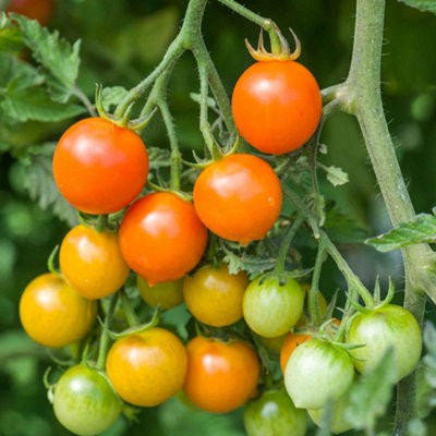 Marshalls Garden Tomato Seeds Orangeto F1 - Orange Cherry, Semi ...