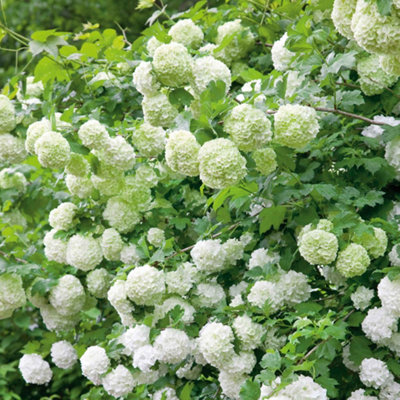 Marshalls Garden Viburnum opulus 'Roseum' (Sterile), Snowball Shrub ...
