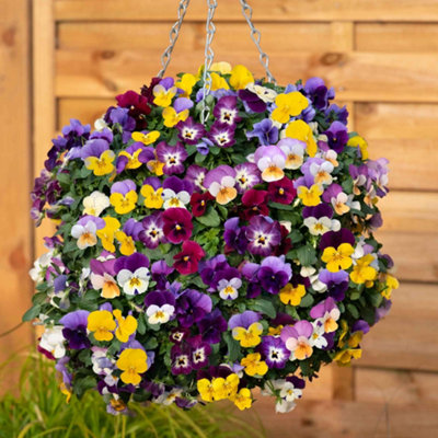 Marshalls Garden Viola 'Teardrops Mix' Bedding Plant - Semi-Trailing ...