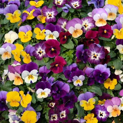 Marshalls Garden Viola 'Teardrops Mix' Bedding Plant - Semi-Trailing ...