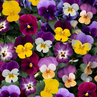 Marshalls Garden Viola 'Teardrops Mix' Bedding Plant - Semi-Trailing ...