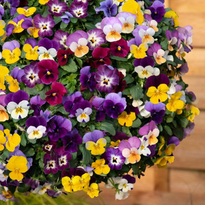 Marshalls Garden Viola 'Teardrops Mix' Bedding Plant - Semi-Trailing ...