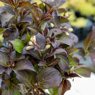 Marshalls Garden Weigela 'Ebony and Ivory' (Velda) - Hardy compact ...