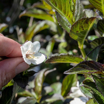 Marshalls Garden Weigela 'Ebony and Ivory' (Velda) - Hardy compact ...