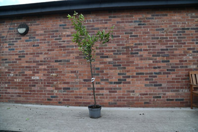 Mature Fruit Tree - Braeburn Apple Tree