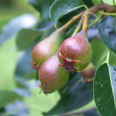 Mature Fruit Tree - Conference Pear Tree