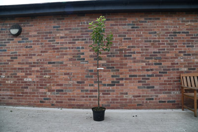 Mature Fruit Tree - Granny Smith Apple Tree