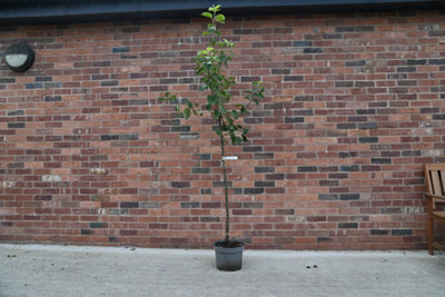 Mature Fruit Tree - Red Devil Apple Tree - Bare Root Tree | DIY at B&Q