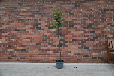 Mature Fruit Tree - Victoria Plum Tree