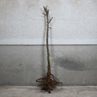 Mature Fruit Tree - Victoria Plum Tree