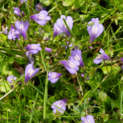 Mazus reptans 'Chinese Marshflower' - 1Ltr Bareroot - Marginal Aquatic ...