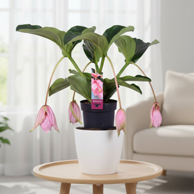 Medinilla Magnifica 4 Knop Pot size 17 Cm Height 55 20 Magnificent ...