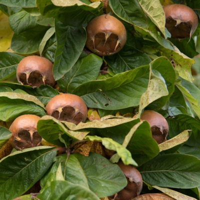 Medlar (Mespilus) Nottingham (Quince A) 2 BR Trees