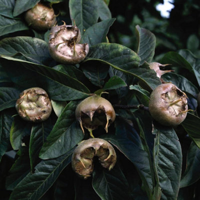 Medlar (Mespilus) Nottingham (Quince A) 2 BR Trees