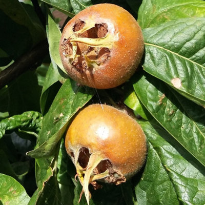 Medlar Nottingham Outdoor Fruit Tree Bare Root QA Rootstock 1.2m