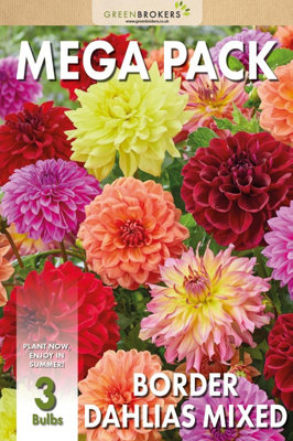 Mega Pack Border Dahlias Bulbs - Mixed Summer Flowering Bulbs, Bee ...