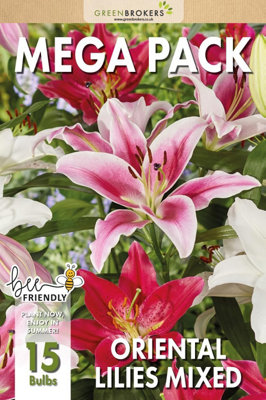Mega Pack - Oriental Lilies Mixed