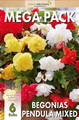 Mega Pack Pendula Hanging Bulbs - Mixed Summer Flowering Bulbs, Bee ...