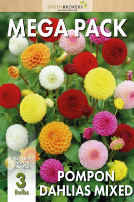 Mega Pack Pompon Dahlias Bulbs - Mixed Summer Flowering Bulbs, Bee ...