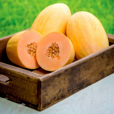 Melon Mangomel F1 - Sweet Juicy Mango-Flavored Creamy-Yellow Fruits ...