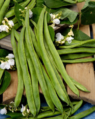 Mergoel Runner Bean Seeds - Delicious Easy Grow Vigorous Climber High ...
