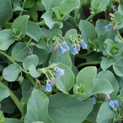 Mertensia maritima Oyster Leaf Plant Seeds Hardy Perennial Edible ...