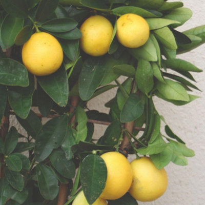 Meyer Lemon Tree - Sweet Citrus Fruit Edible Peel Fragrant Flowers ...