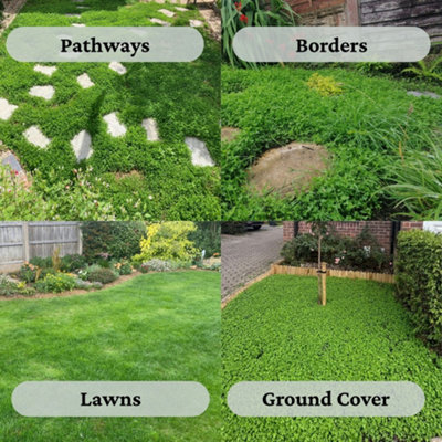 Micro Clover Seed for Lawn UK - 100% Small Leaf White Clover No Grass ...