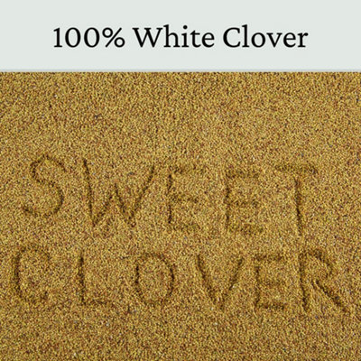 Micro Clover Seed for Lawn UK - 100% Small Leaf White Clover No Grass ...