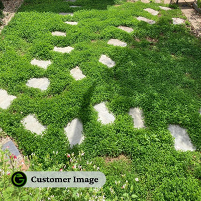 Micro Clover Seed for Lawn UK - 100% Small Leaf White Clover - Over ...
